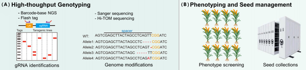 CRISPR screen——极具潜力的高通量筛选技术 - 知乎