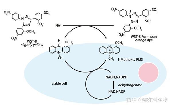 一文掌握CCK-8细胞增殖&毒性检测法 - 知乎