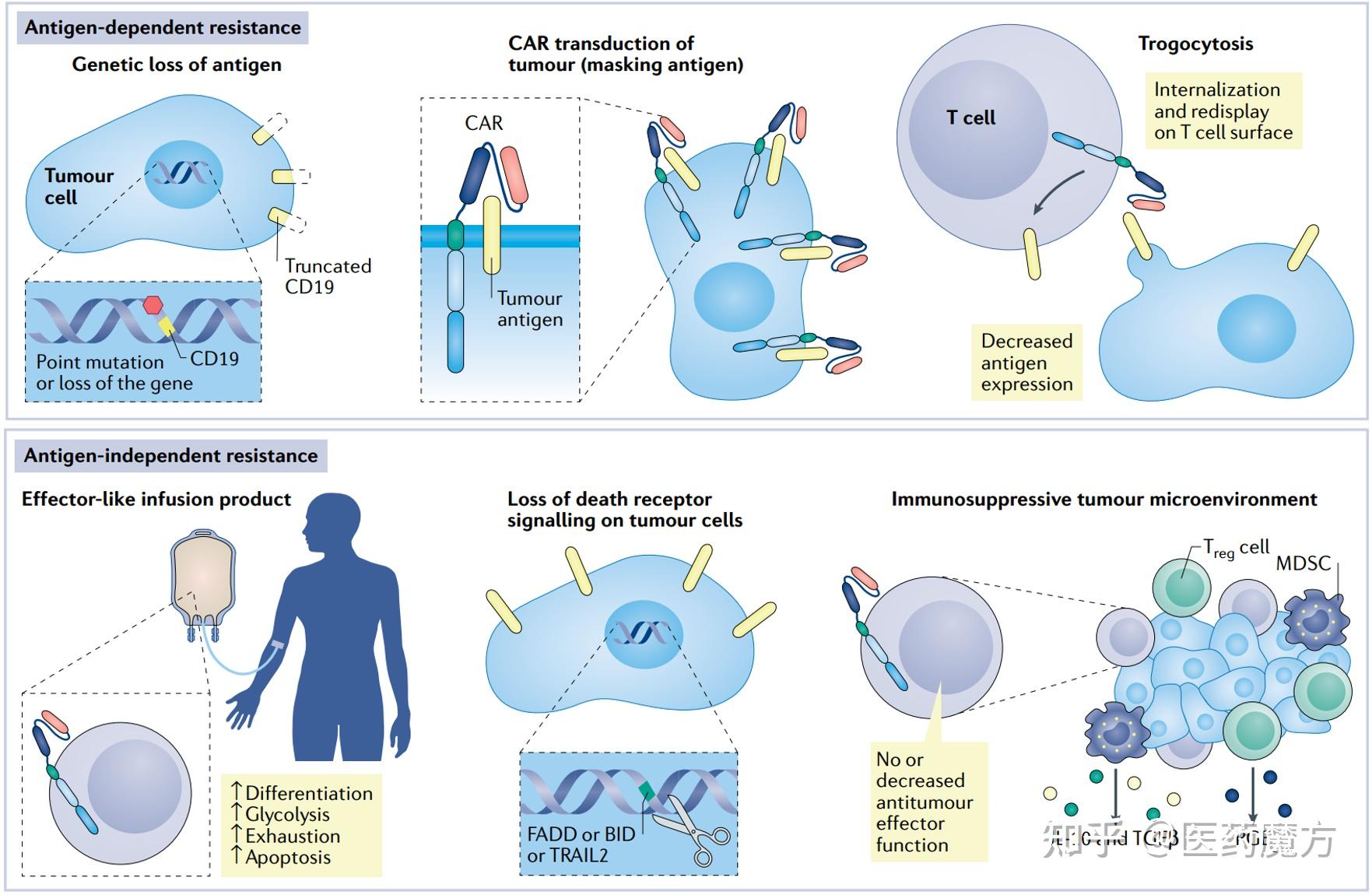 Nature深度报告：CAR-T疗法突破不断，这些新靶点最有希望 - 知乎