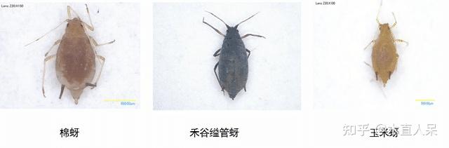 玉米主要病虫害危害与产量影响因素和品种抗性 知乎