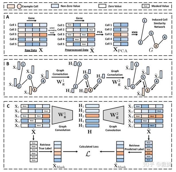 图神经网络& single cell RNA - 知乎