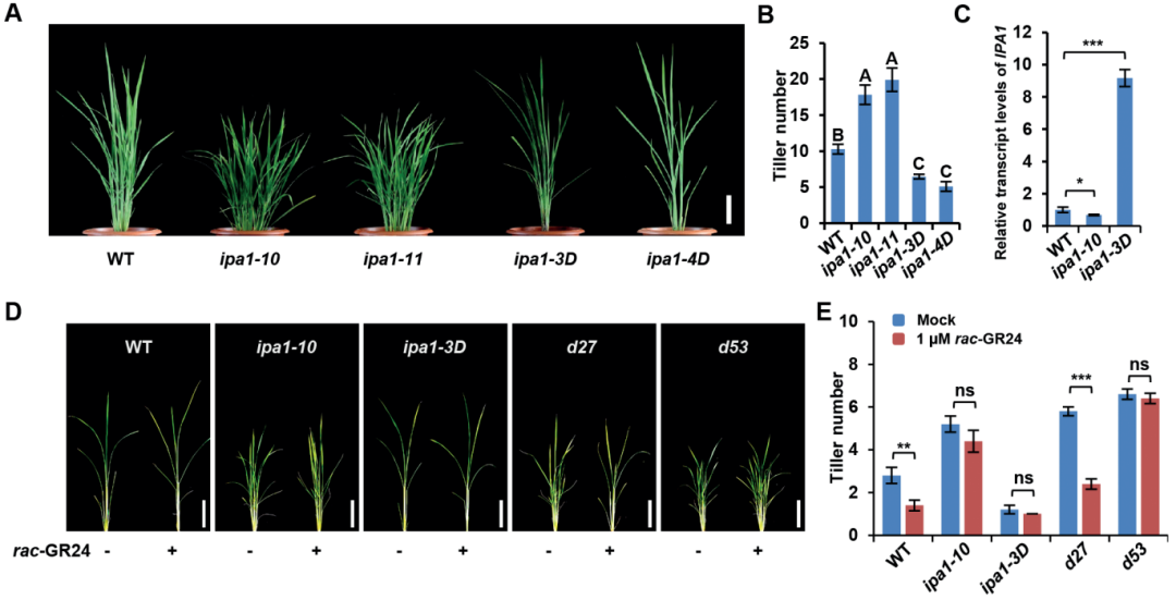 转录因子IPA1，次次都能发顶刊是怎么做到的？ - 知乎