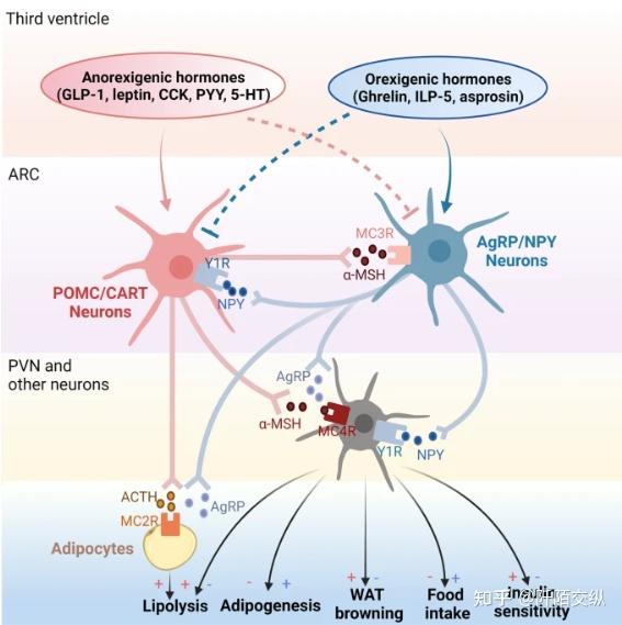 Signal Transduction and Targeted Therapy：从信号通路机制研究和解决肥胖 - 知乎