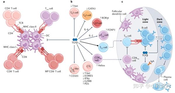 从整体免疫肿瘤学的视角看TGF-β对癌症免疫应答的调控 - 知乎