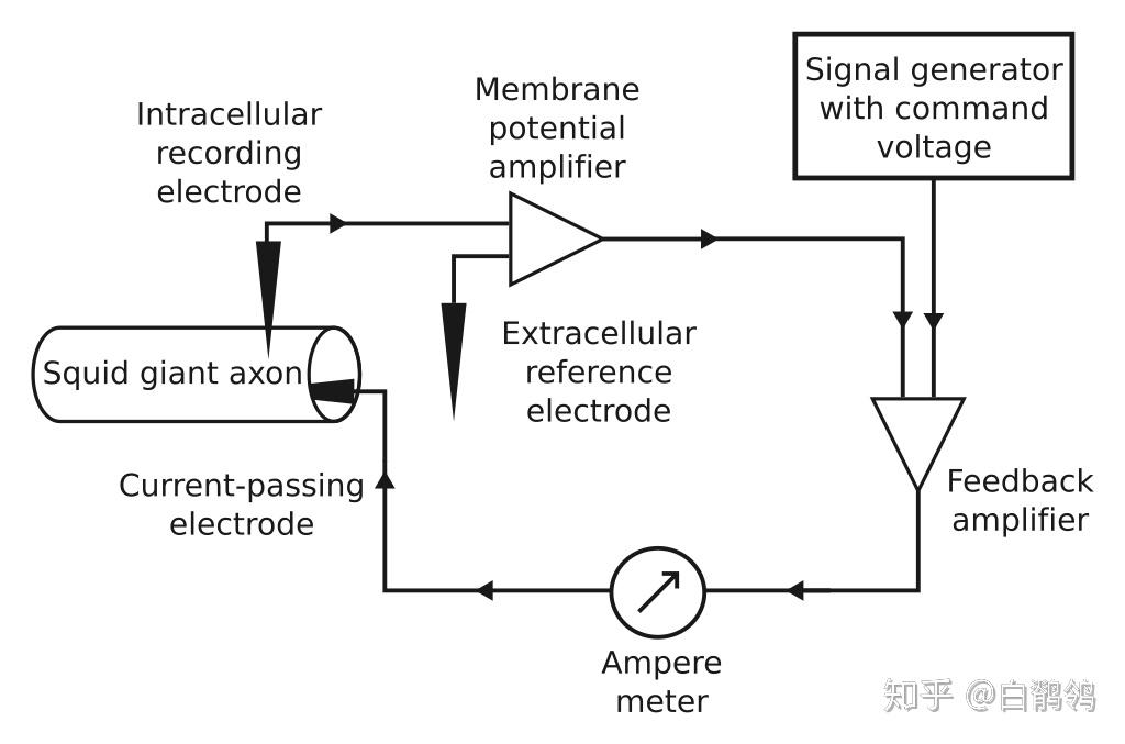 3.1-Hodgkin-Huxley (HH) 模型 - 知乎