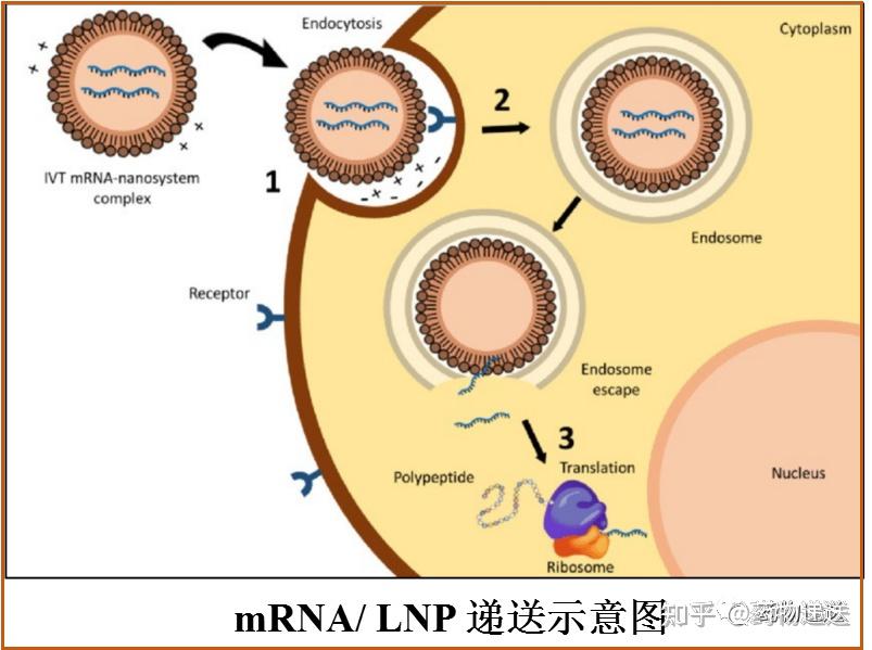 药物递送（三）——mRNA疫苗递送技术（LNP） - 知乎