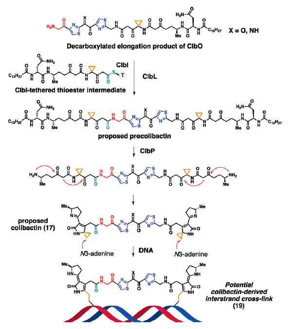 与大肠癌密切相关的大肠杆菌毒素隐藏十三年终被揪出 - 知乎