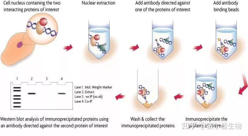 一文分清IP、co-IP、ChIP、RIP、pull-down！ - 知乎