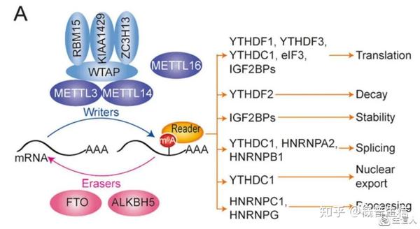 刚刚过去的2021，m6A发了1400多篇文章 - 知乎