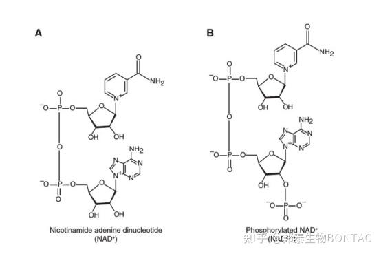 重磅发现：NAD(H)和NADP(H)是好兄弟？揭秘氧化还原家族的关系 - 知乎