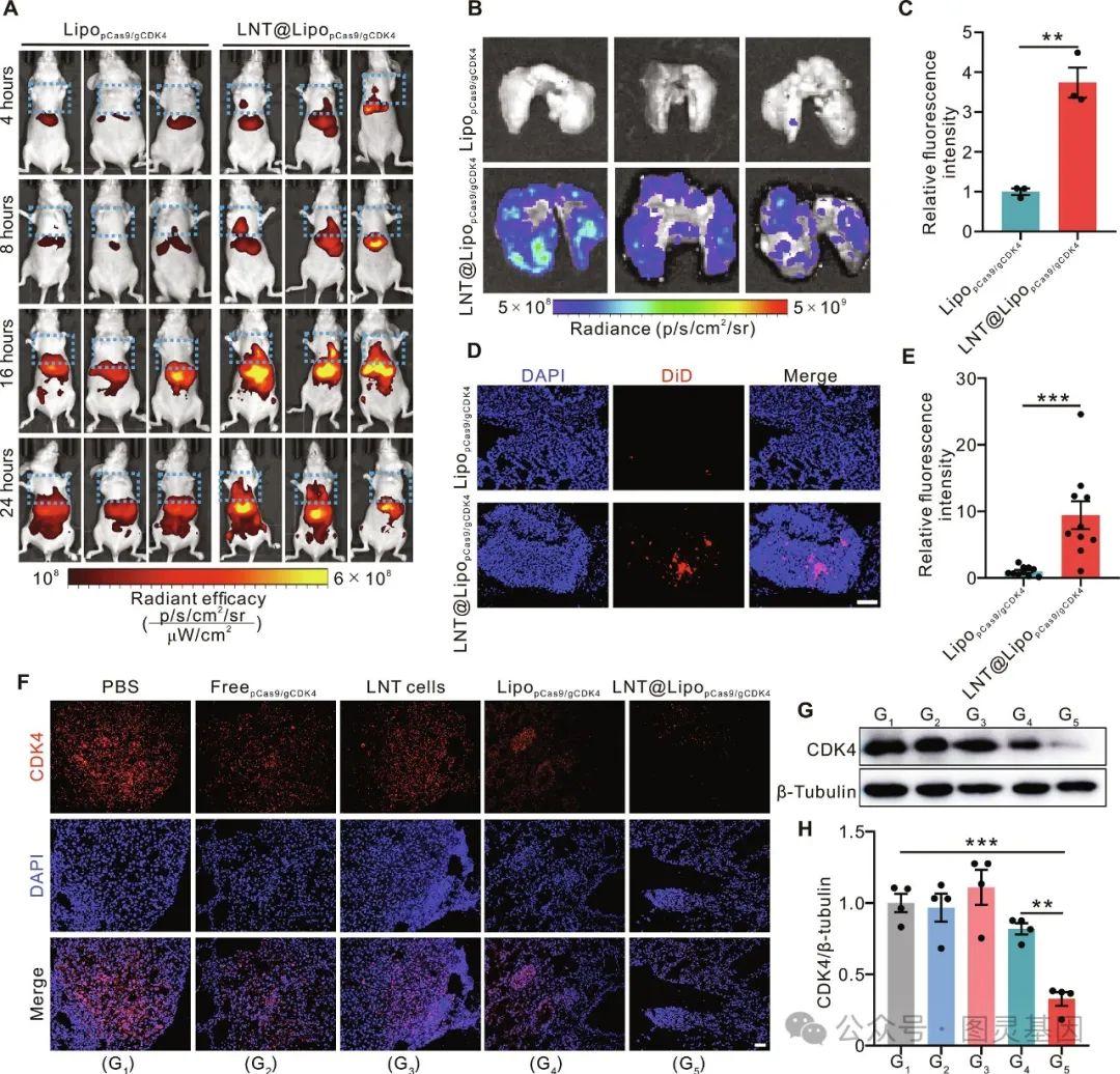 Sci Adv | 浙江大学开发CRISPR-Cas9利用冻死的肿瘤细胞靶向肺癌 - 知乎