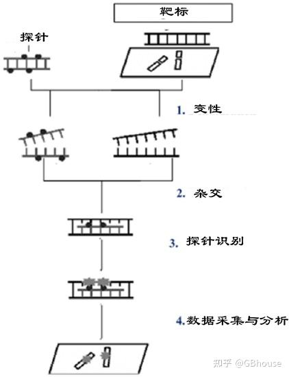 原位杂交（In situ hybridization, ISH）四部曲之-理论知识与应用介绍(1) - 知乎