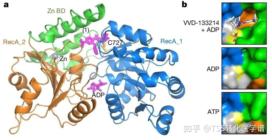 【Nature】背靠背，拜耳和诺华同时披露合成致死靶点WRN的新型抑制剂 - 知乎