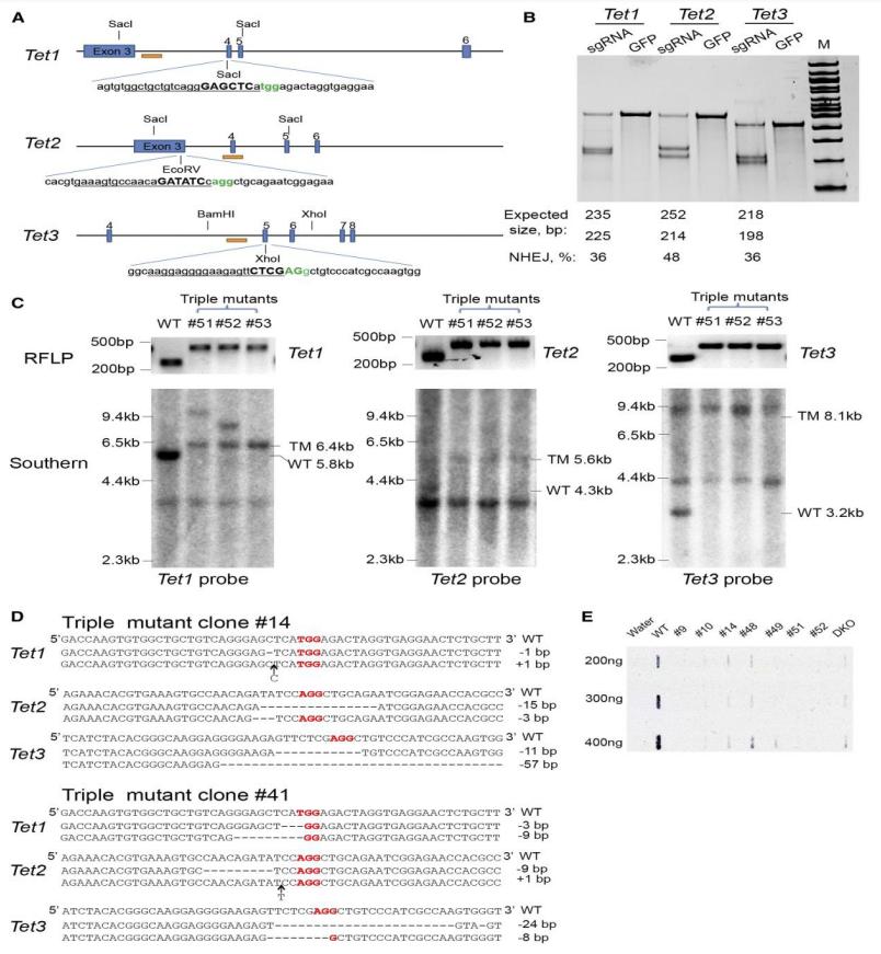 基因编辑是什么？基因敲入和基因敲除 - 知乎