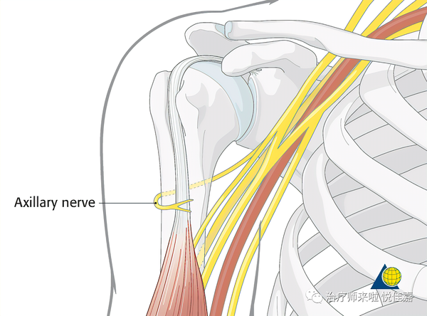 神经张力测试 - 知乎