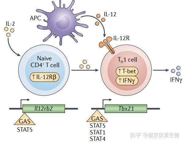 IL-2的结构与功能 - 知乎