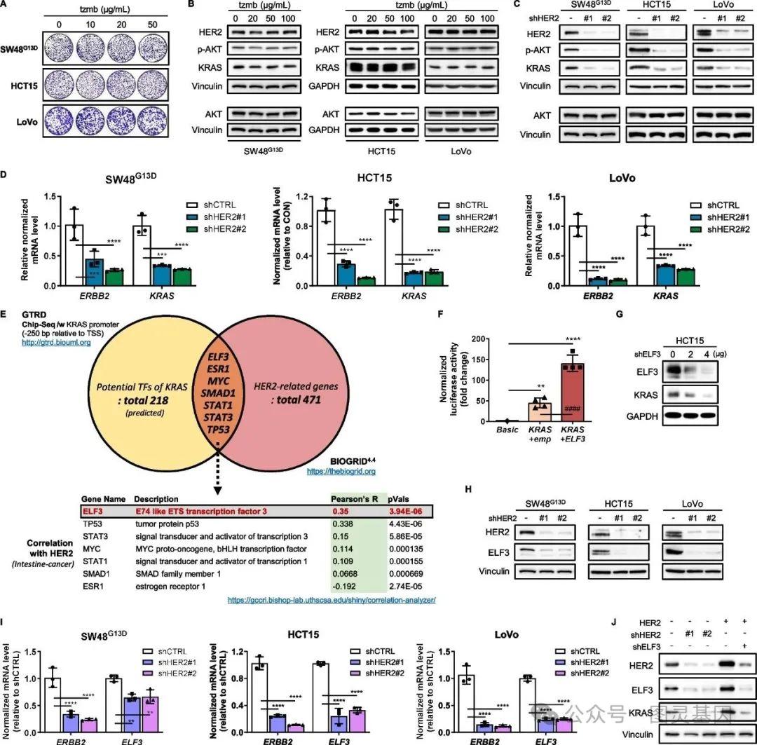 Mol Cancer | 突破性发现：靶向 HER2-ELF3-KRAS 轴为 KRAS G13D 结直肠癌提供精准治疗新策略 - 知乎