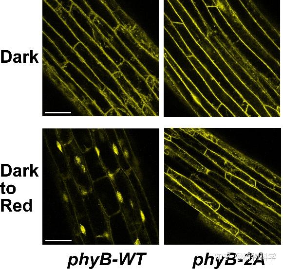 Cell | 打破现有认知！北京大学钟上威团队揭示植物光温受体phyB的入核调控机制 - 知乎