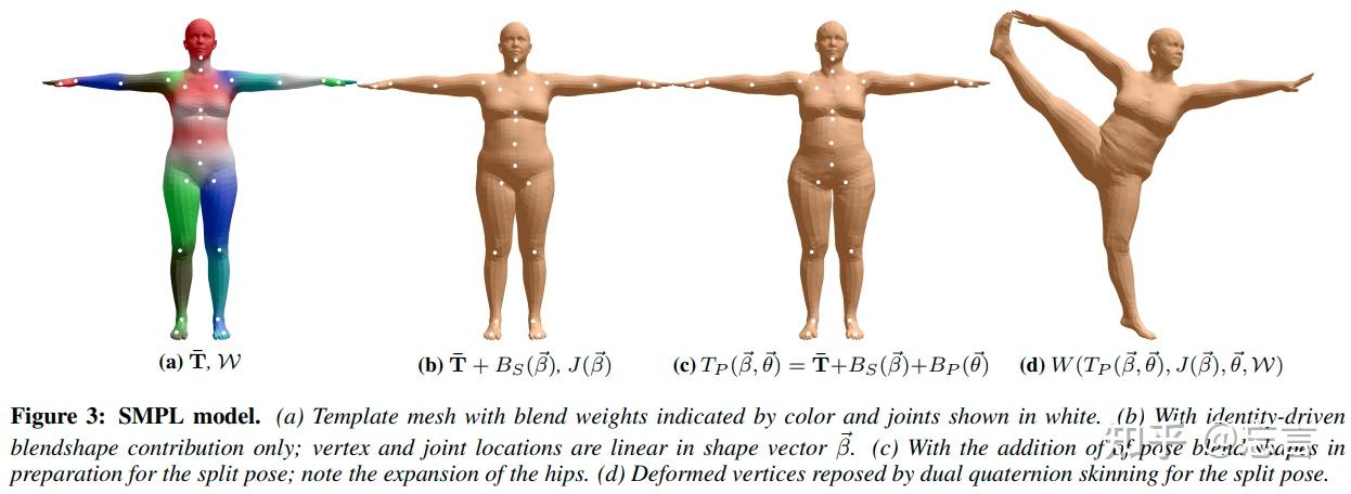 SMPL: A Skinned Multi-Person Linear Model - 知乎