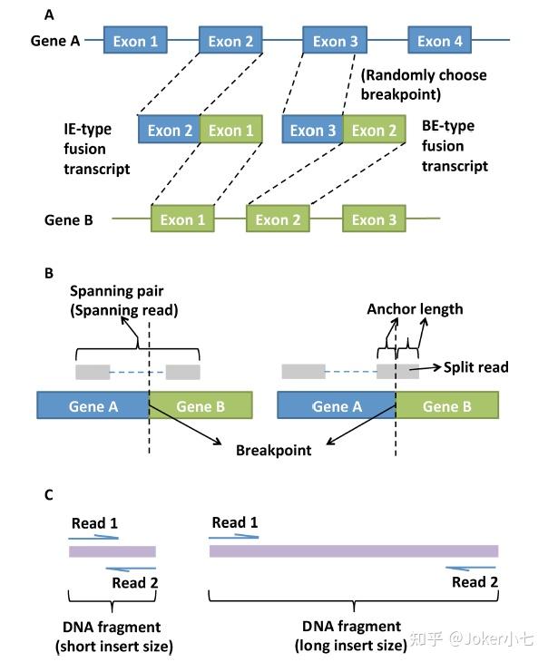 一招搞懂基因融合（gene fusion）的定义、产生机制及鉴定方法 - 知乎