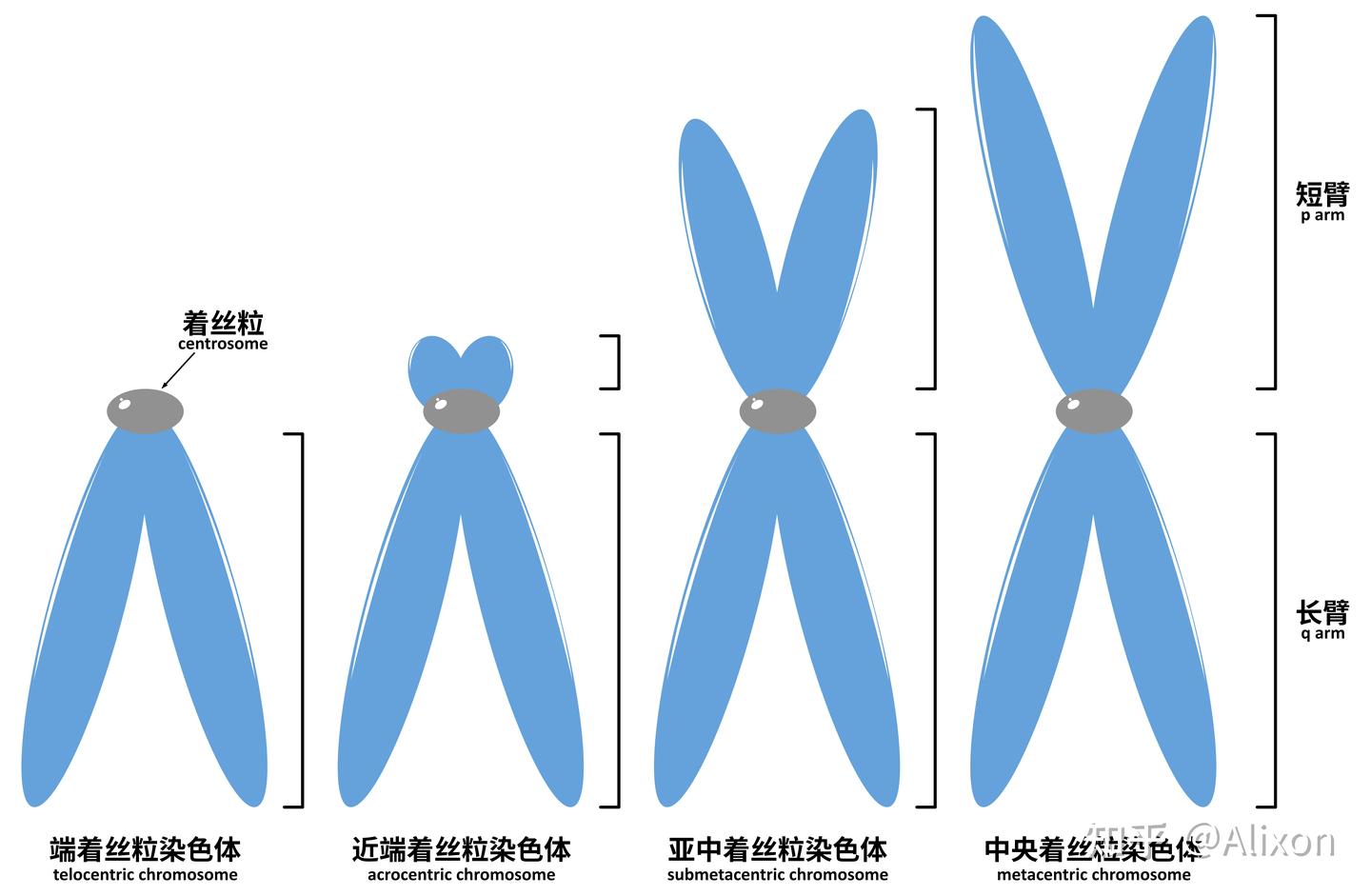 染色质、染色体及携带遗传信息相关结构体的基本知识简介 知乎 2976