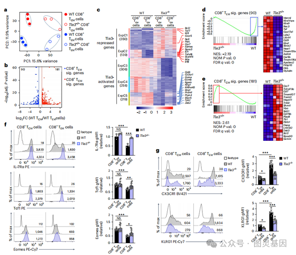 Nat Immu | 转录辅因子Tle3决定记忆性CD8+T细胞分化 - 知乎