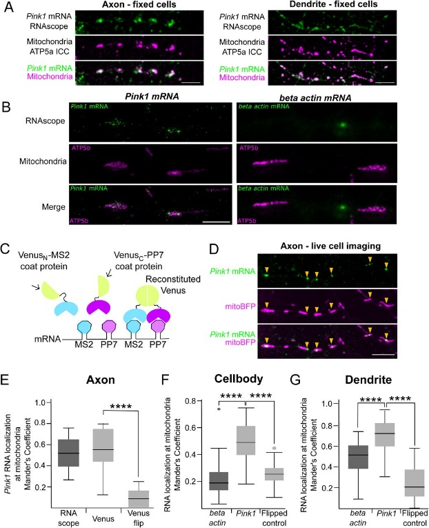 Neuron：神经元线粒体自噬新机制 - 知乎