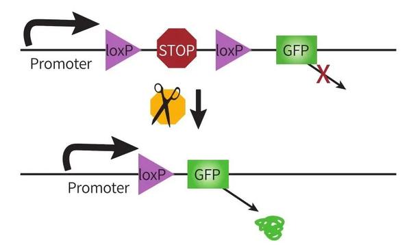 又见Cre！Cre/Loxp系统应用全攻略 | 知识点分享 - 知乎