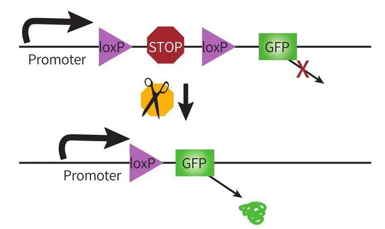 又见Cre！Cre/Loxp系统应用全攻略 | 知识点分享 - 知乎