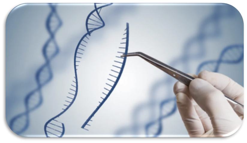 Geneious Prime RNA, DNA和蛋白质结构观察器 - 知乎