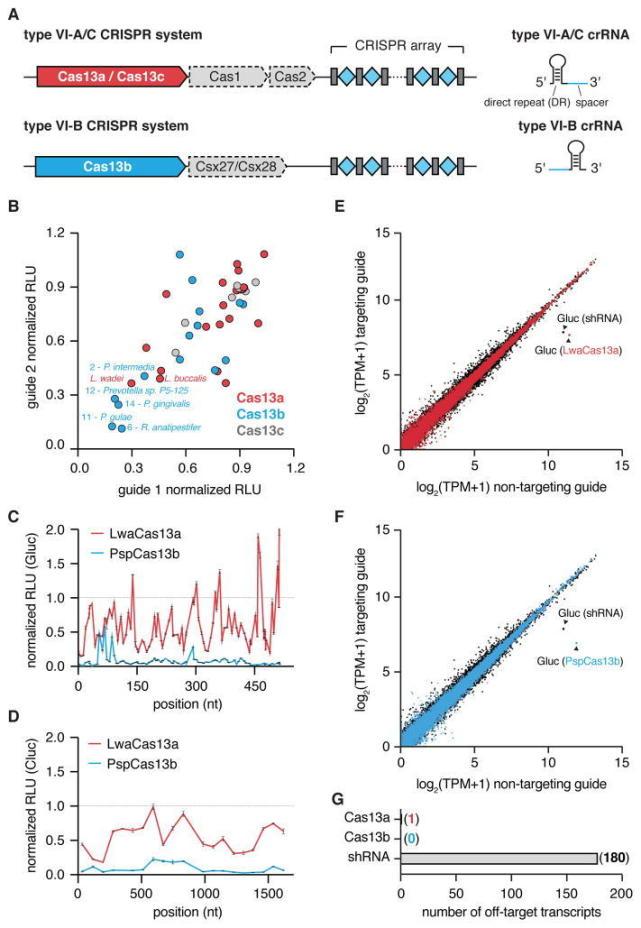 Science｜CRISPR-Cas13编辑RNA - 知乎