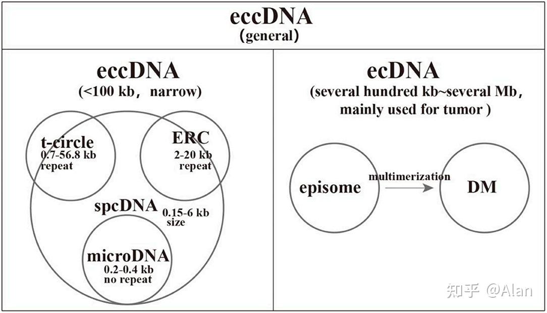 eccDNA的长度、分类、形成原因、研究历程、功能探索和未来展望等方面的研究 - 知乎