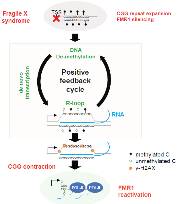 特殊DNA-RNA互作R-loop丰富基因转录的表观调控机制 - 知乎