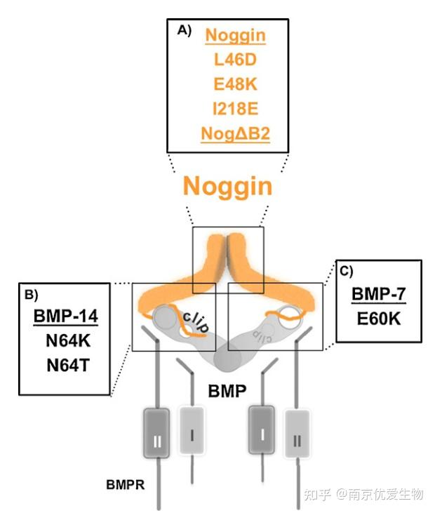 类器官培养Wnt-3a/Noggin/R-spondin-1 - 知乎