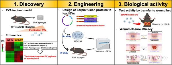糖尿病伤口愈合慢？或许外泌体可以帮上忙…… - 知乎