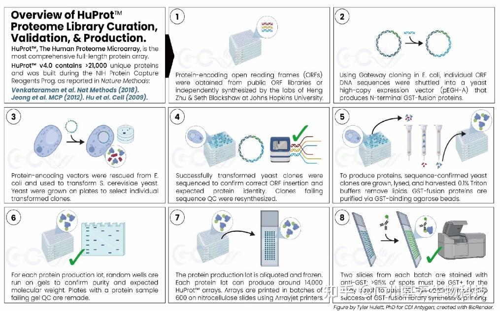 蛋白-蛋白组芯片检测验证 - 知乎