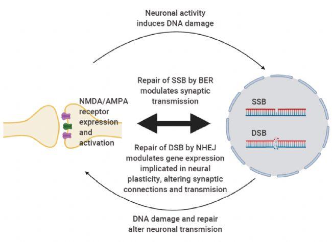 基于免疫的记忆机制：TLR9 炎症信号与 DNA 损伤 "造就" 的记忆回路！| MedChemExpress(MCE) - 知乎