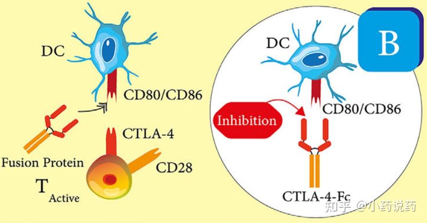 免疫检查点与自身免疫性疾病 - 知乎