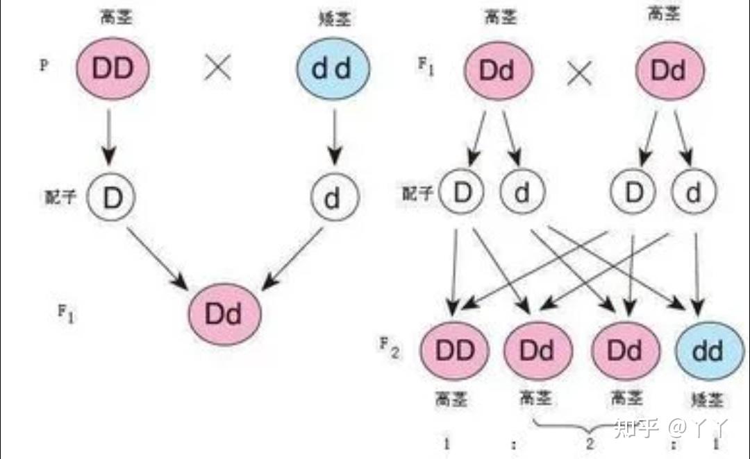 2高中生物：遗传常用概念（零基础） 知乎 