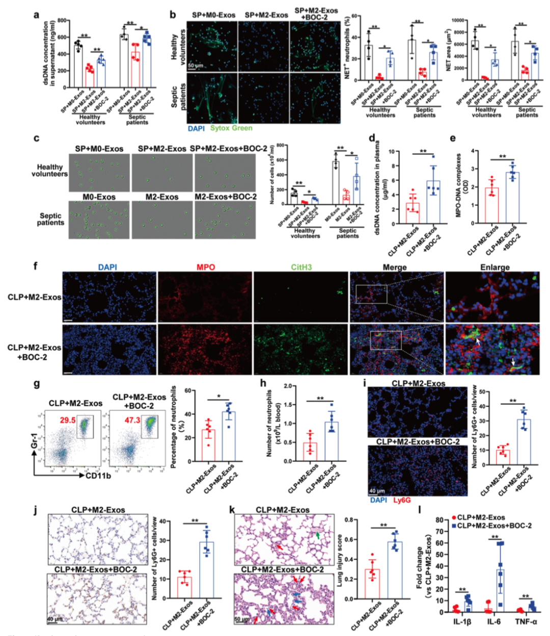 生物医学杂志丨IF：11丨M2巨噬细胞外泌体 通过抑制中性粒细胞NETs从而减轻脓毒症损伤 - 知乎