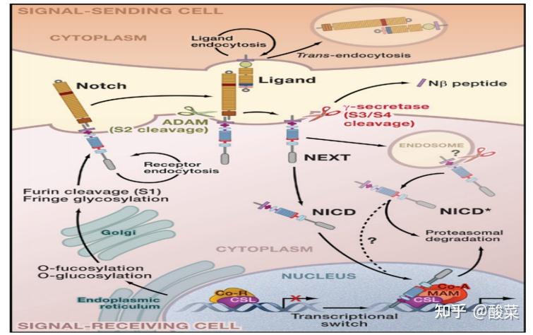 华中科技大学课题组在38分的STTT发表超重磅综述，带你详解这一经典热门通路！ - 知乎