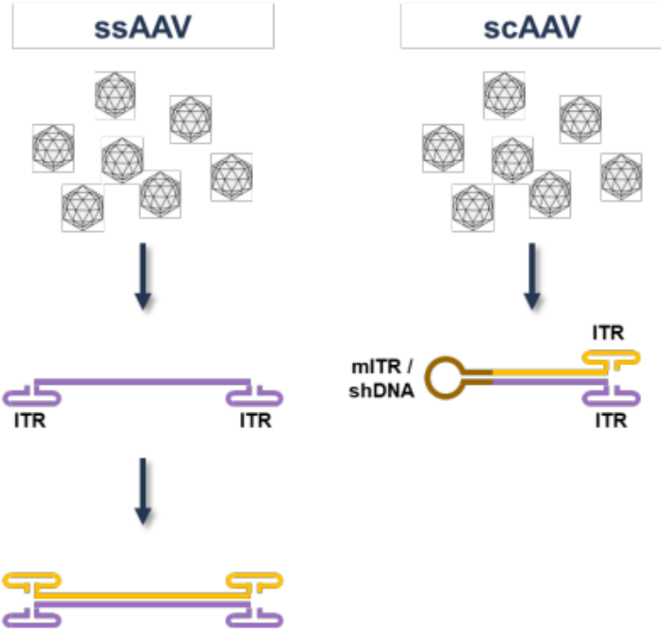 AAV病毒载体解决方案助力基因治疗药物开发 - 知乎