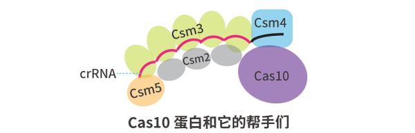 用漫画看懂CRISPR/Cas10的工作原理 - 知乎