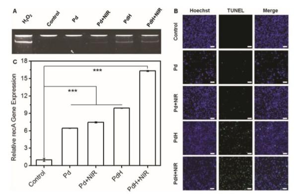 深圳大学何前军、暨南大学薛巍/马栋团队《AFM》：近红外激光控释氢的PdH纳米药物实现氢热协同抗菌和伤口愈合 - 知乎