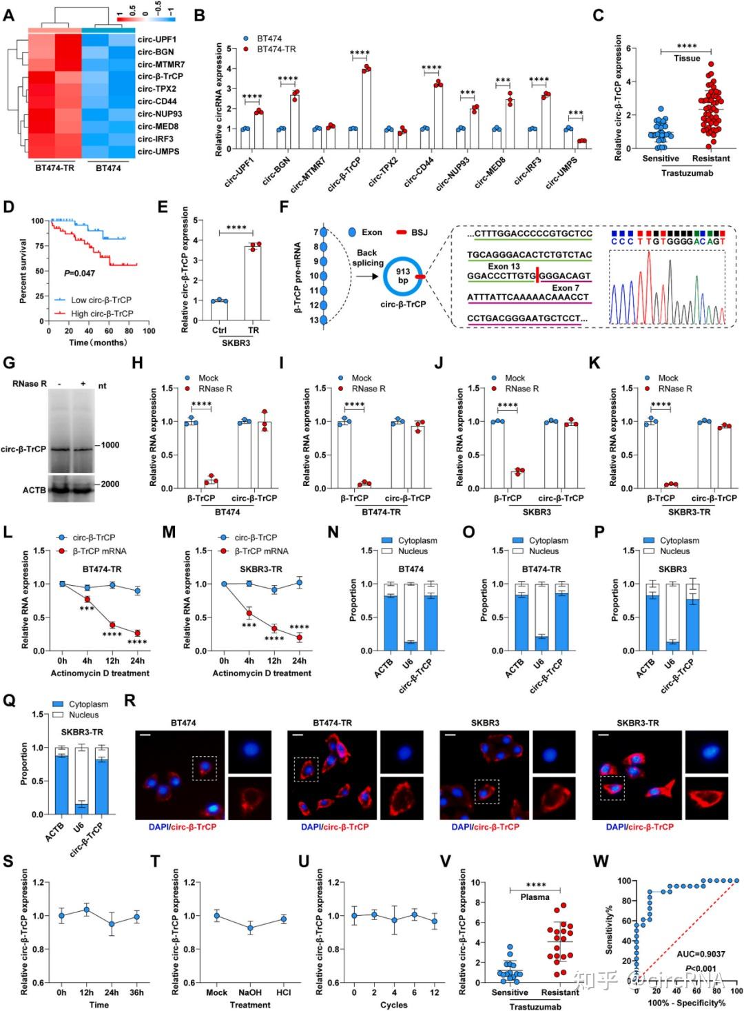 Redox Biol丨研究人员揭示环状RNA中潜藏的新型 β-TrCP 蛋白异构体赋予 HER2 乳腺癌患者曲妥珠单抗耐药性 - 知乎