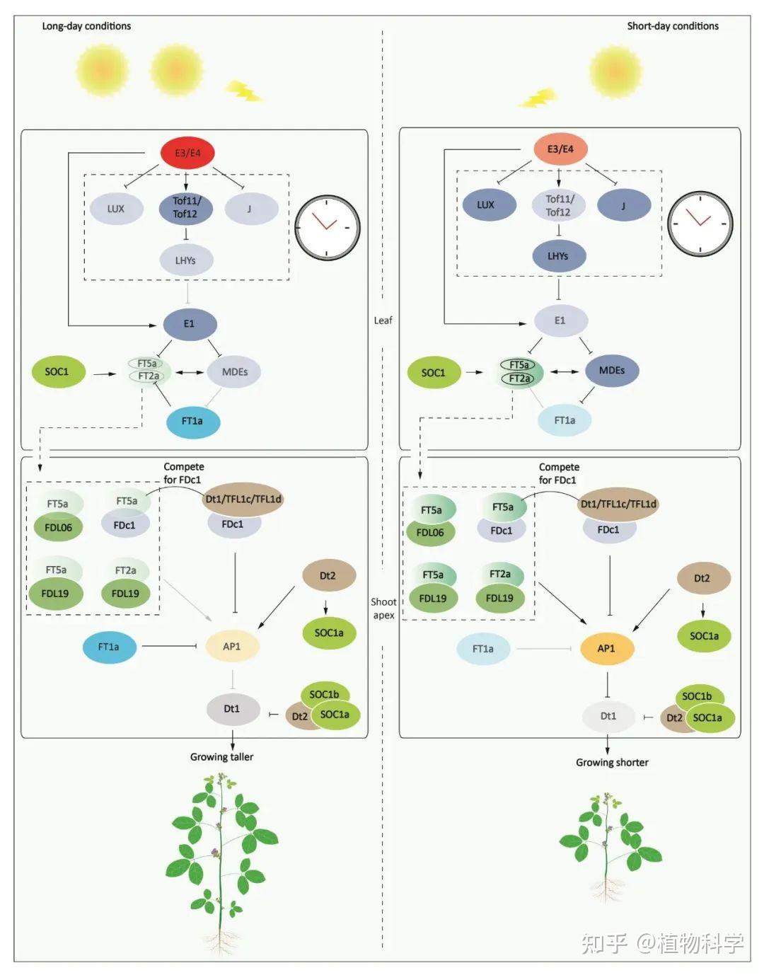 中国科学院东北地理与农业生态研究所综述大豆结荚习性的调控机制 - 知乎