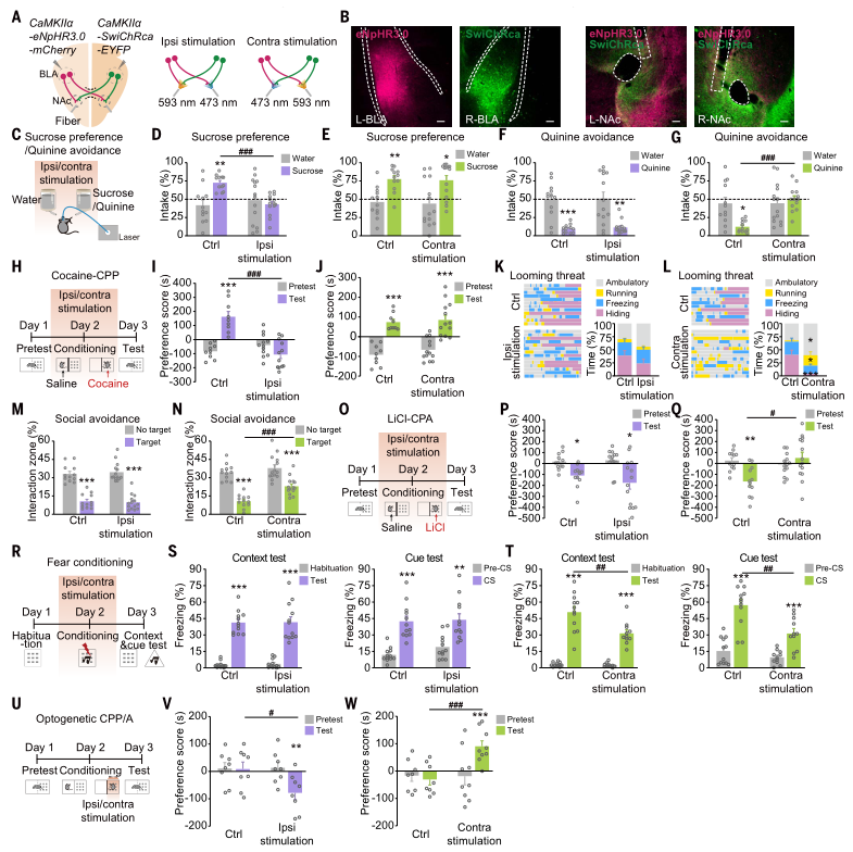 IF=44.7【客户文章】Science︱复旦大学马兰院士/刘星教授团队发现跨脑半球的BLA-NAc环路编码负性情绪 - 知乎