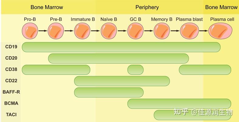 B细胞的耗竭抗体（depletion antibody） - 知乎