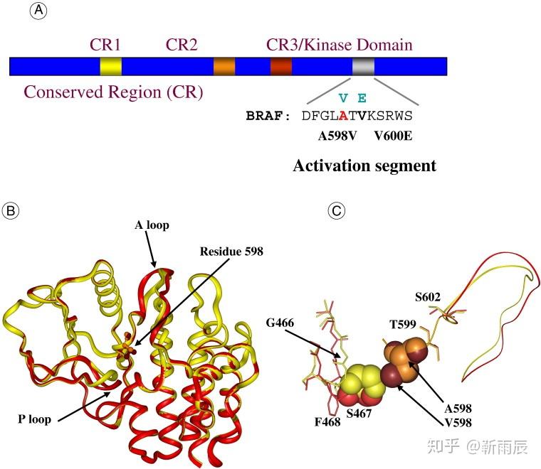 迷之BRAF基因 - 知乎