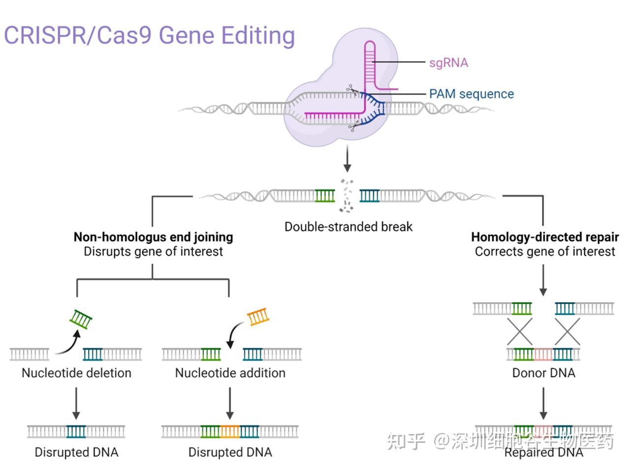 CRISPR/CAS9技术在细胞治疗领域应用 - 知乎